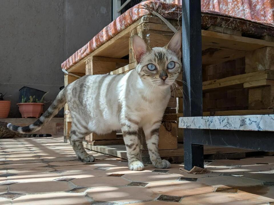 8 Ways Cats Form Habits Around the People They Love - NewsBreak