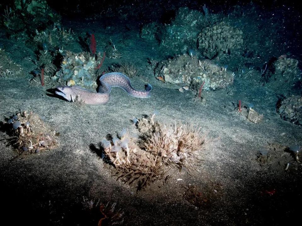 The Ocean’s Deepest Trenches Hold Clues to Earth’s Earliest Vertebrates ...