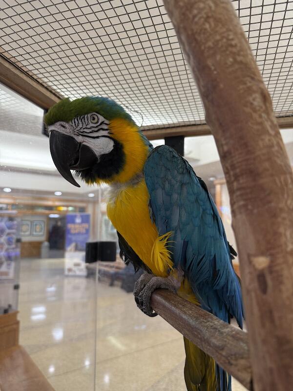 Noah’s Ark Comes to Life at LI Catholic High School - NewsBreak