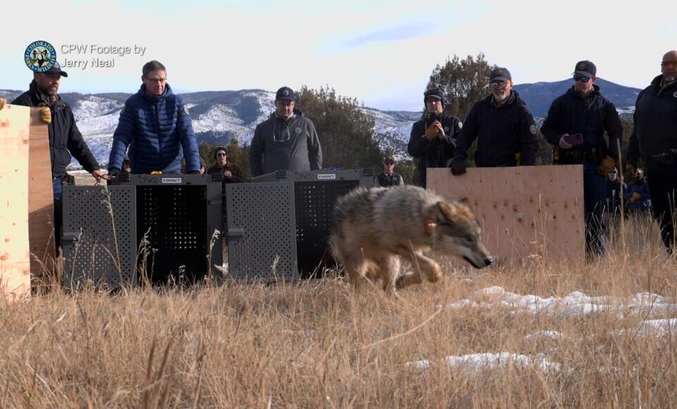 New Mexico Captures Naturally Dispersing Colorado Wolf, Igniting Outcry ...