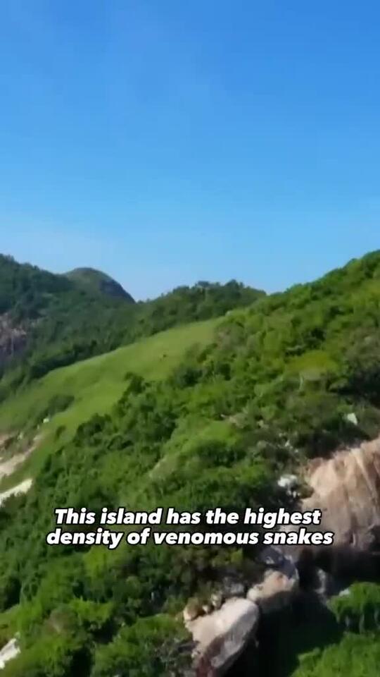 Snake Island has the highest density of venomous snakes in the world ...