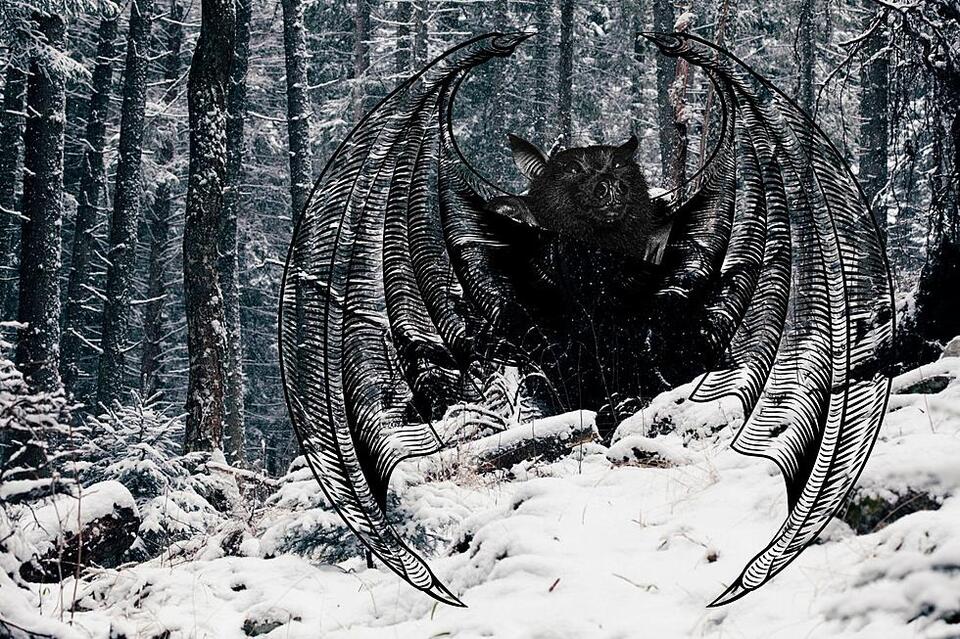 Massive Horrific Bat Spotted in Washington Dubbed ‘Batsquatch’ - NewsBreak