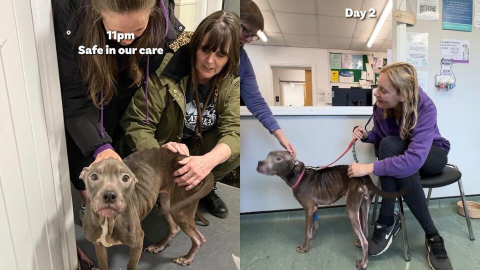 Abandoned Rescue Dog Takes Weeks To Heal but Wags Tail Like Nothing ...