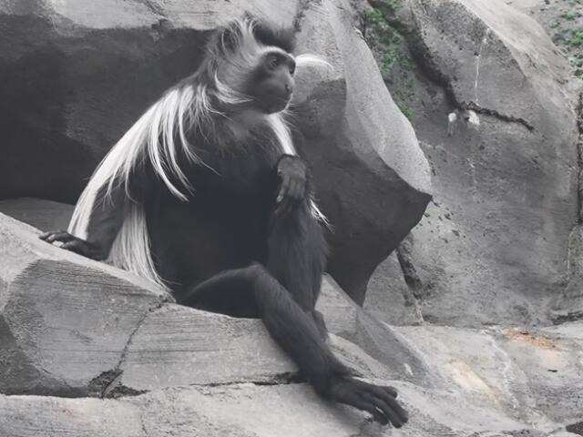 Zach at the Zoo: Meet the Angolan Colobus - NewsBreak