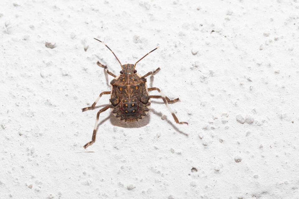 How to Get Rid of Stink Bugs for Good—the Odor-Free Method Experts ...