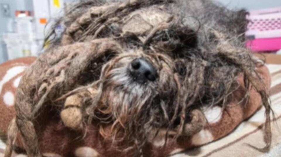 Groomer Called To Help Dog in ‘Worst Case of Matting’ She’s Ever Seen ...