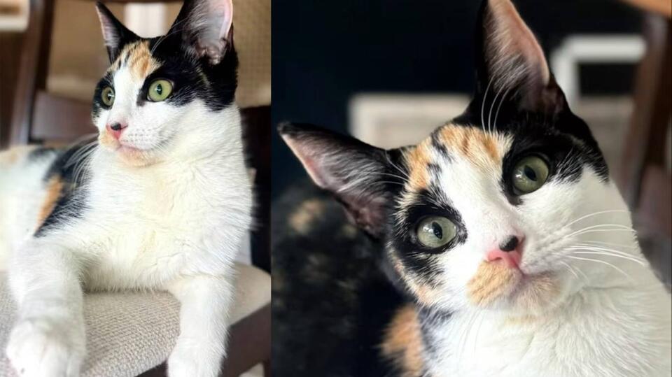 From roadside to recovery: FL Kitten Abby needs a forever home after ...