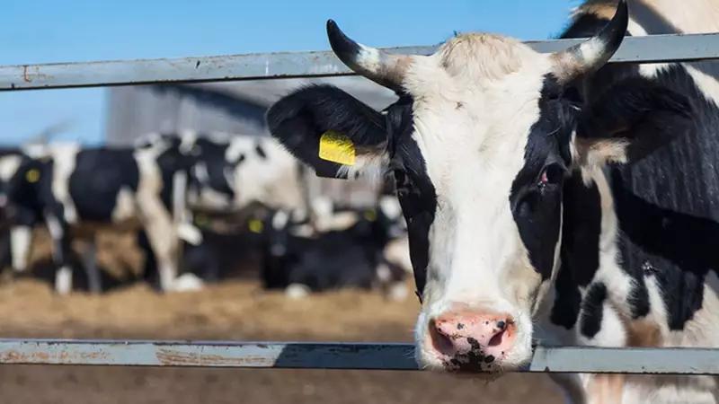 Disgusted MAGA dairy farmer may ditch GOP after watching Trump chaos ...