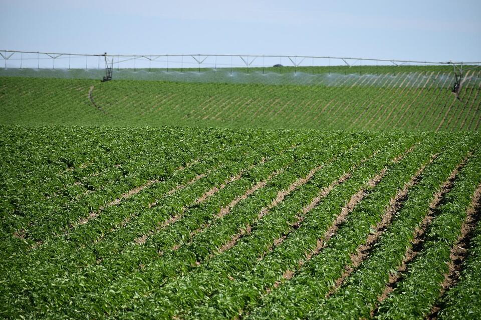 The Columbia Basin's Mild Winter Leads To Increased Insect Pressures ...