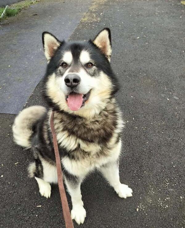 Marion County Dog Services announces reduced fees for April adoption ...
