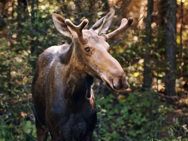 Second Moose Killed In Crash On CT Roadway - NewsBreak