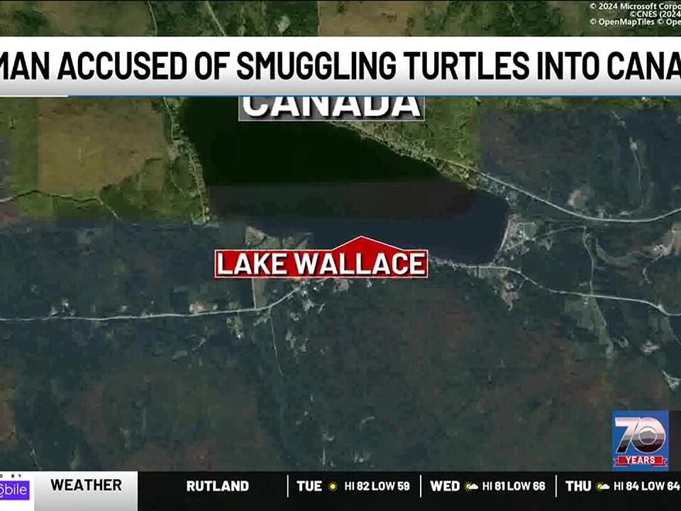 Chinese Woman Facing Charge Of Trying To Smuggle Turtles Across Vt