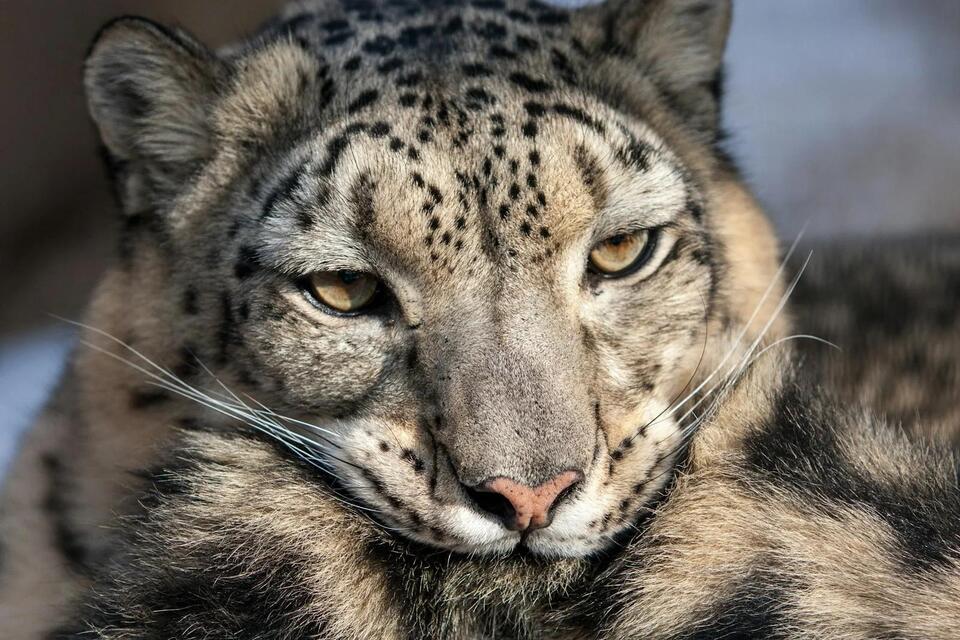 The Last Roar? What Snow Leopards Are Teaching Us About Disappearing ...