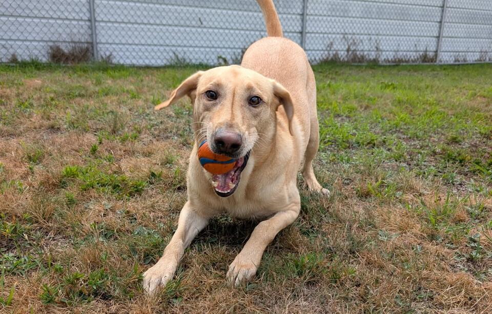 Providence Amtrak police mourn passing of K9 Dutch - NewsBreak