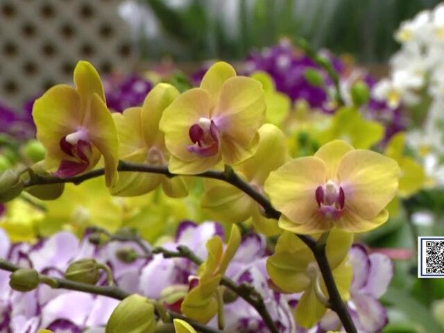Garden Guide: 3 tips for perfect orchids