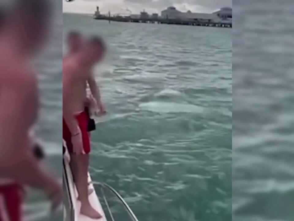 Man body slams orca in New Zealand