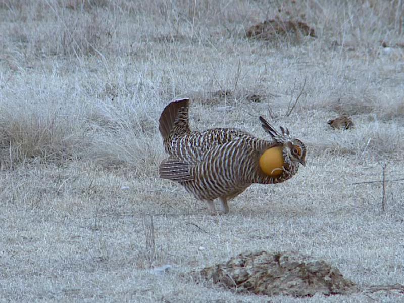 Curtains rise at dawn for Prairie Chicken Dance Tours in McCook
