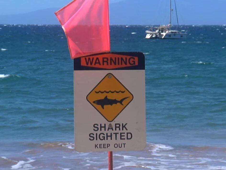 Non-aggressive six-foot shark spotted near Waikiki Beach