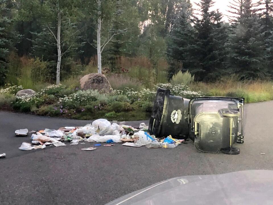 In Jackson Hole, people aren’t fortifying their garbage, luring bears ...