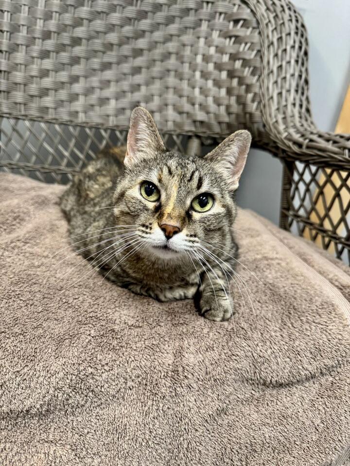 Tortitude Cat Cafe launches fundraising effort and adoption campaign ...