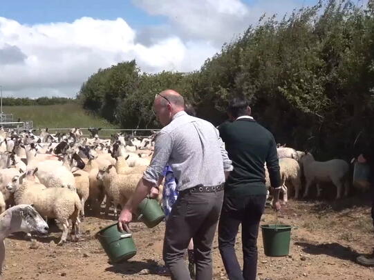 Watch flock of sheep flee as Rishi Sunak and David Cameron try to feed them