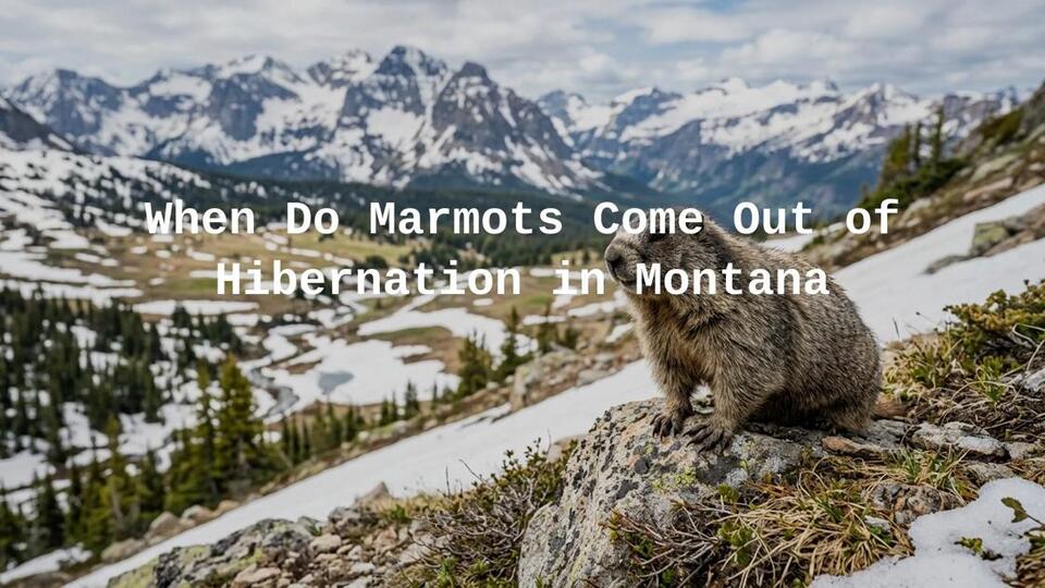 When Do Marmots Come Out of Hibernation in Montana - NewsBreak