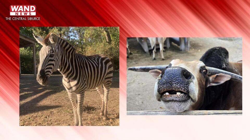 Scovill Zoo says goodbye to zebra, zebu bull over the winter - NewsBreak