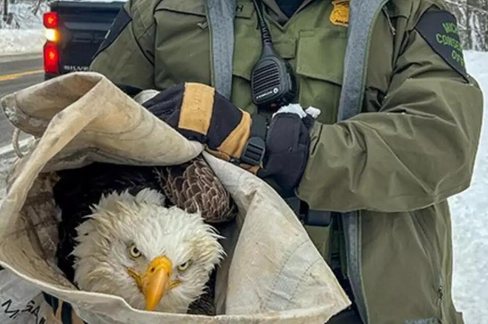 Why Are Bald Eagles Suddenly Dying in Michigan? - NewsBreak