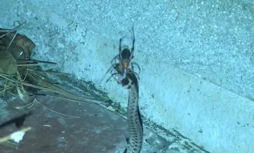Highly-Venomous Brown Widow Spider Makes Short Work Of Brown Snake On ...