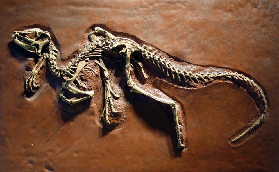 Xu Xing: The Chinese Scientist Behind Dozens of Feathered Dinosaur ...