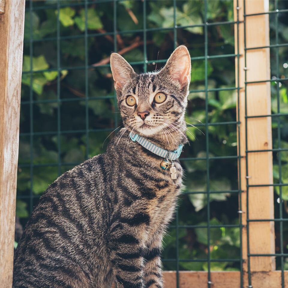 A Catio May Be Just What Your Backyard Is Missing! As a Gardener and ...