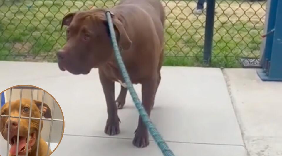 Support Dog Ends Up in Shelter After Owner Hospitalized in Critical ...
