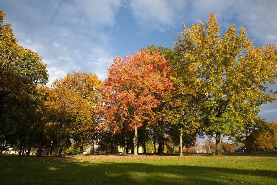 Akron to plant 1,800 trees on devil strips, spend $750,000 to increase ...