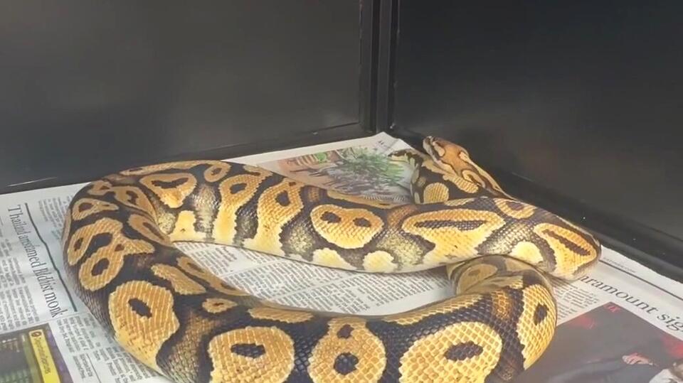 Python found at In-N-Out Burger in Southern California - NewsBreak