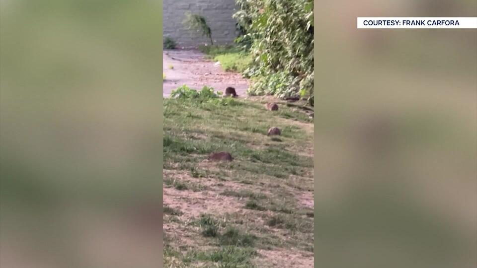 Rats in Huntington: Town, county officials work to find source of ...