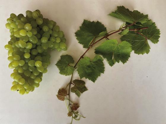 Grape variety named newest Texas Superstar - NewsBreak