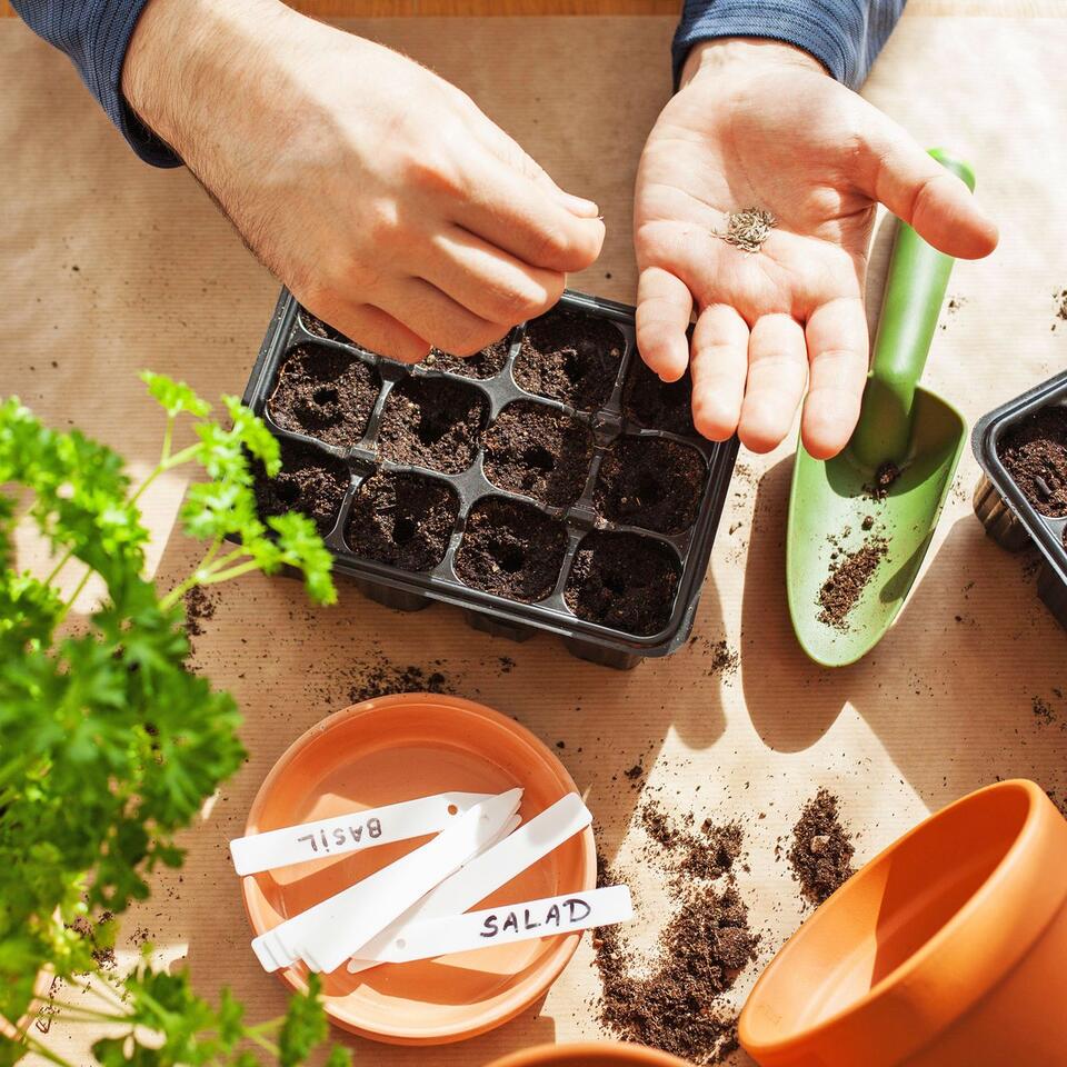 Want Stronger, Healthier Seedlings? These Seed Germination Stations ...