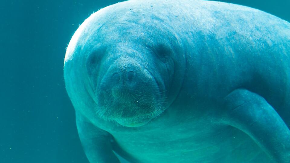 Wild Animals That Look Harmless—Until People Get Too Close - NewsBreak
