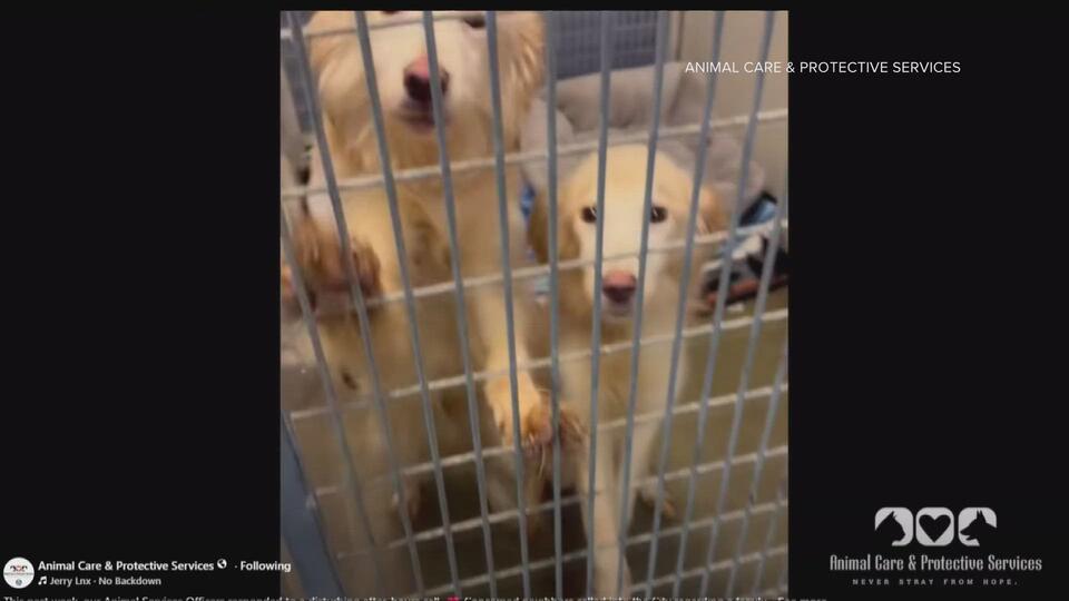 1 dog dead, 2 rescued after being left inside a Jacksonville home for ...