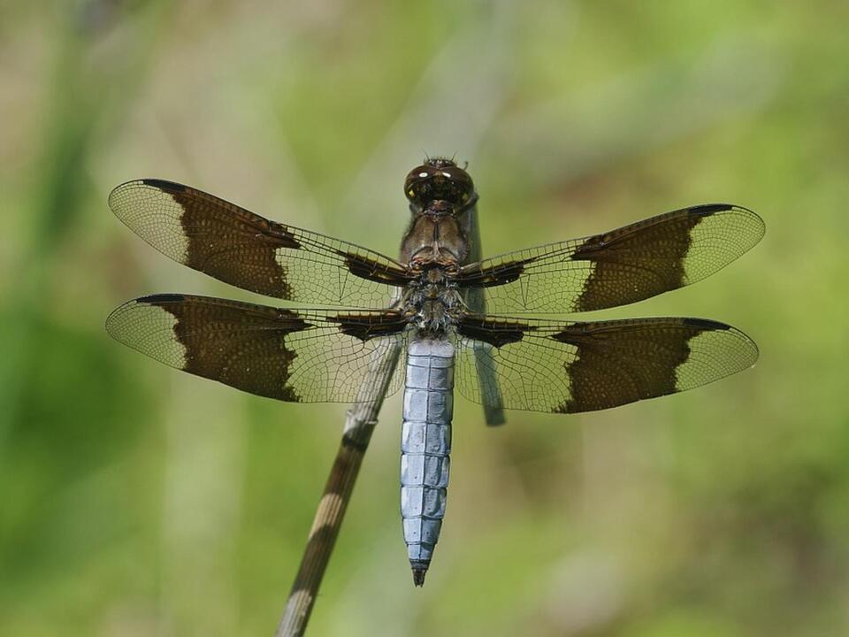 Outdoor Notes: Warriors' Path hosting Dragonfly Day