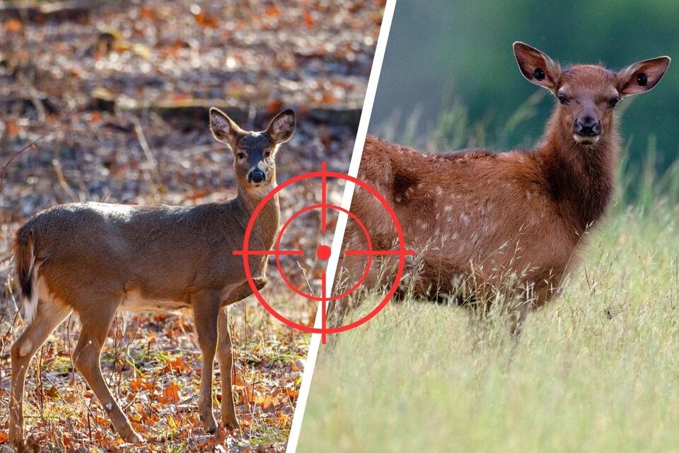 Wisconsin DNR Reminds Deer Hunters Not To Shoot An Elk - NewsBreak
