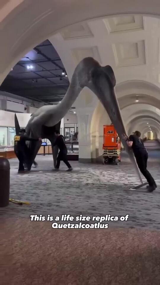 Quetzalcoatlus, the largest known flying creature #history - NewsBreak