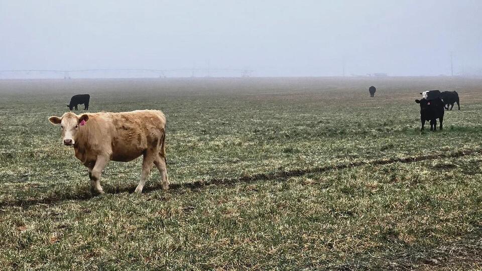 Southwest wheat struggles as drought takes its toll - NewsBreak