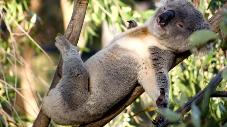 Where to See Koalas Snoozing in Their Natural Habitat - NewsBreak