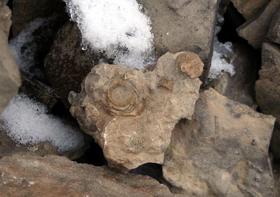 When the Poles Had Tropical Seas: Ocean Life at the Ancient Poles ...
