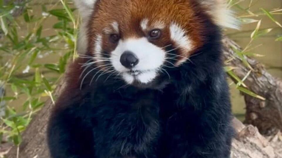Utah's Hogle Zoo mourns passing of Kiaria the Chinese red panda - NewsBreak