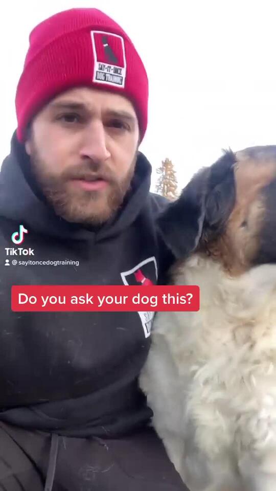 Whos guilty of getting their dog amped up, and then struggling to ...