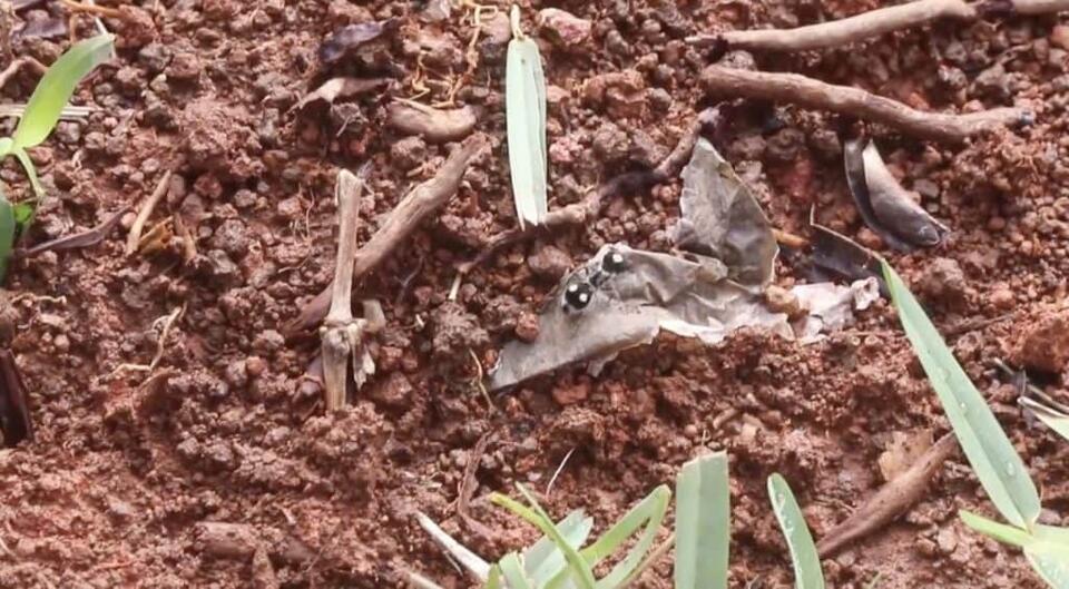 This “Panda” Isn’t Cuddly—Meet the Fuzzy Wasp Known as the Cow Killer ...