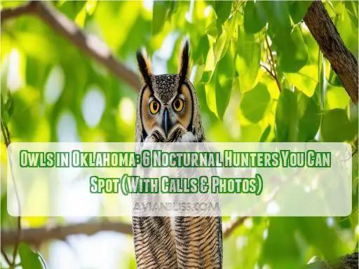 Owls in Oklahoma: 6 Nocturnal Hunters You Can Spot (With Calls & Photos ...