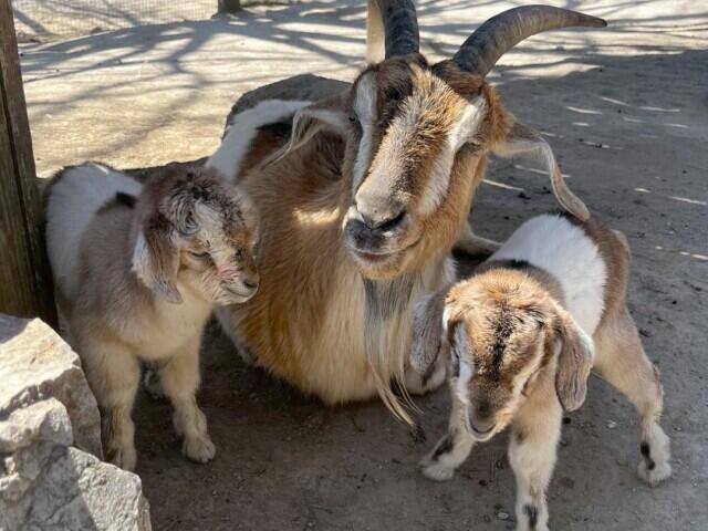 Kansas City Zoo & Aquarium welcomes 2 baby Arapawa goats